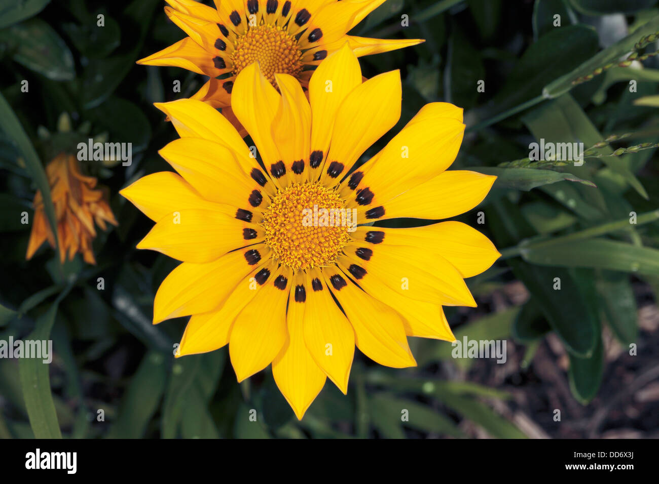 Treasure flowers hi-res stock photography and images - Alamy