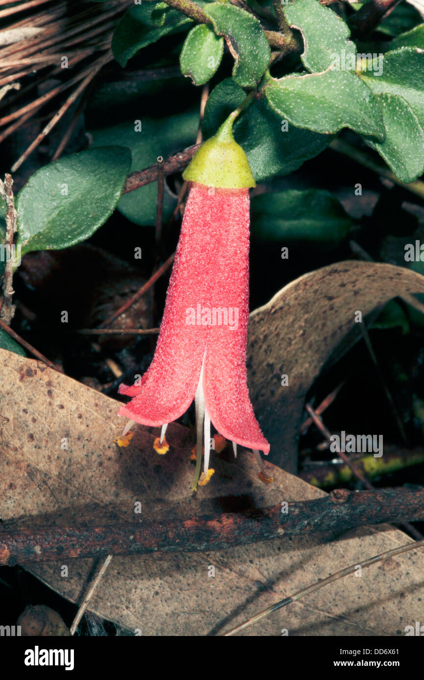 South Australian Native Spreading Correa - Correa decumbens - Family ...
