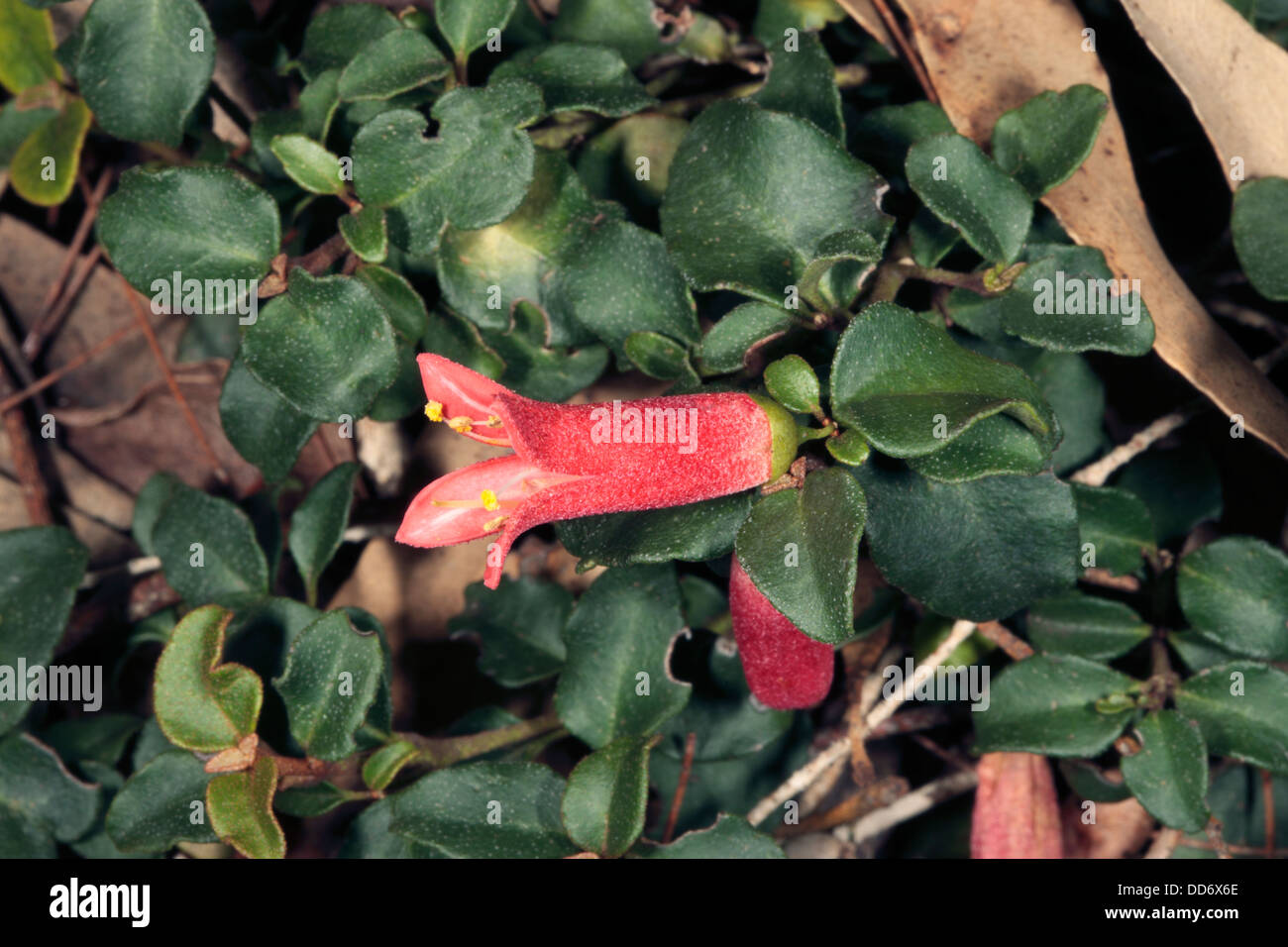 South Australian Native Spreading Correa - Correa decumbens - Family ...