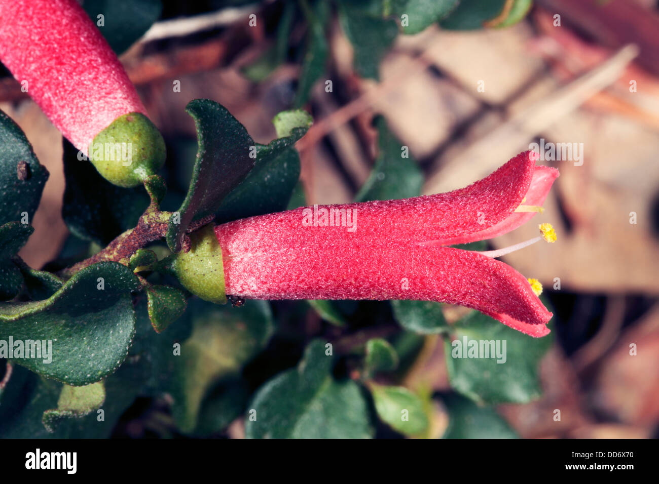 South Australian Native Spreading Correa - Correa decumbens - Family ...