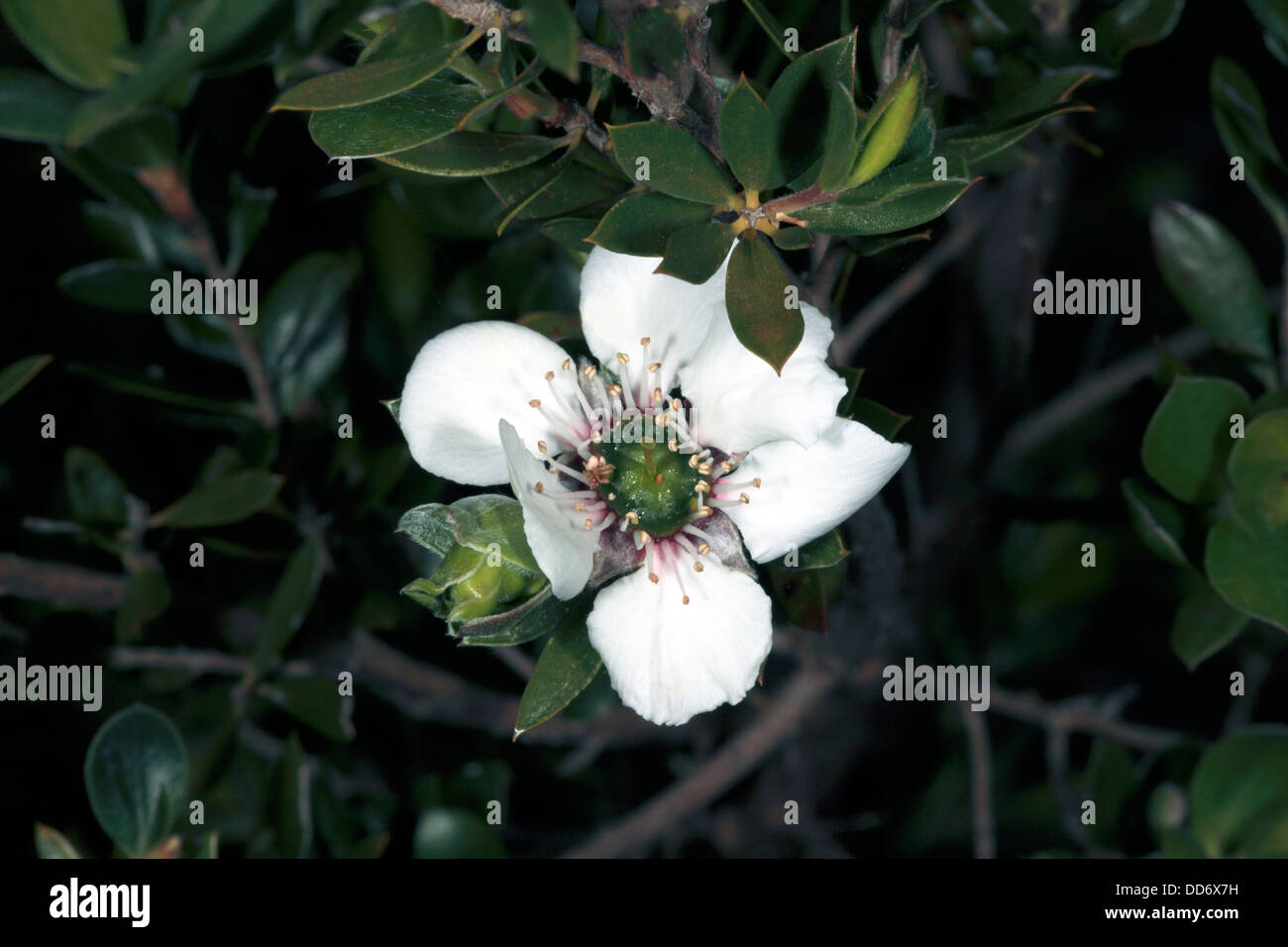 Tea tree flower hi-res stock photography and images - Alamy