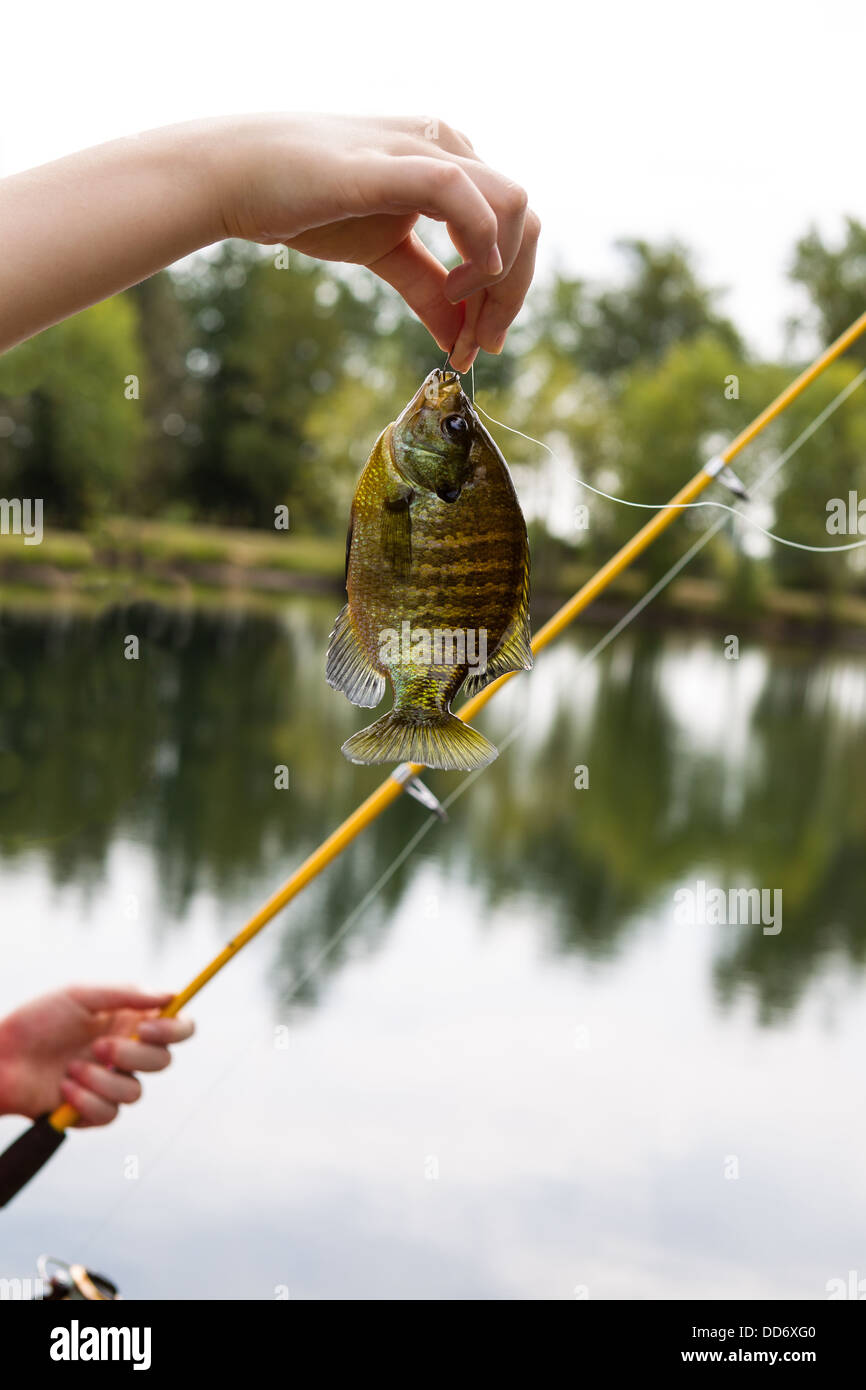 Vertical photo of female hand holding large sunfish, fishing rod, reel ...