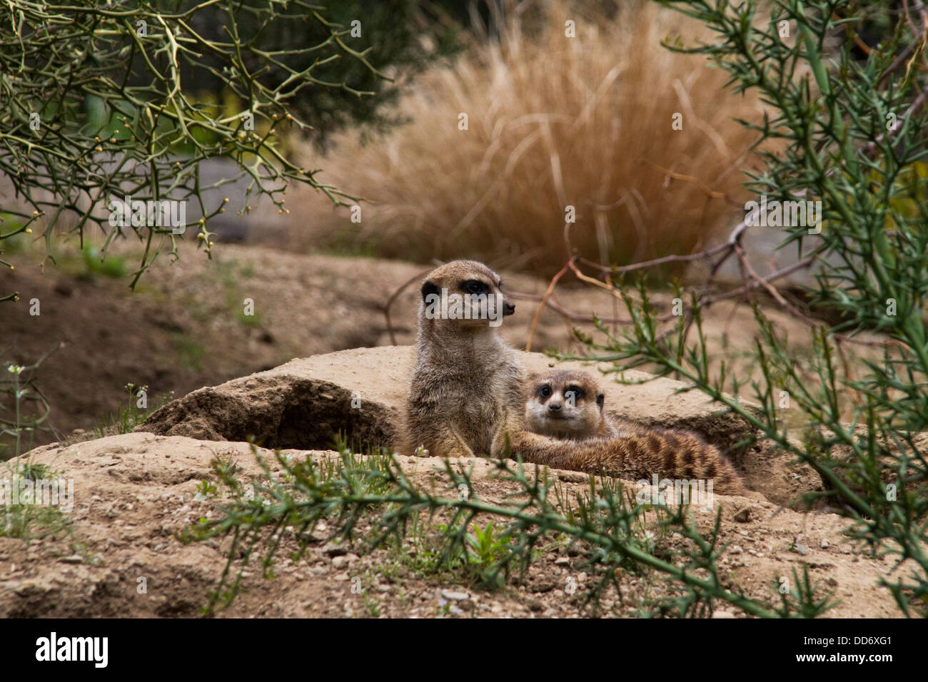 Meerkat look outs Stock Photo - Alamy