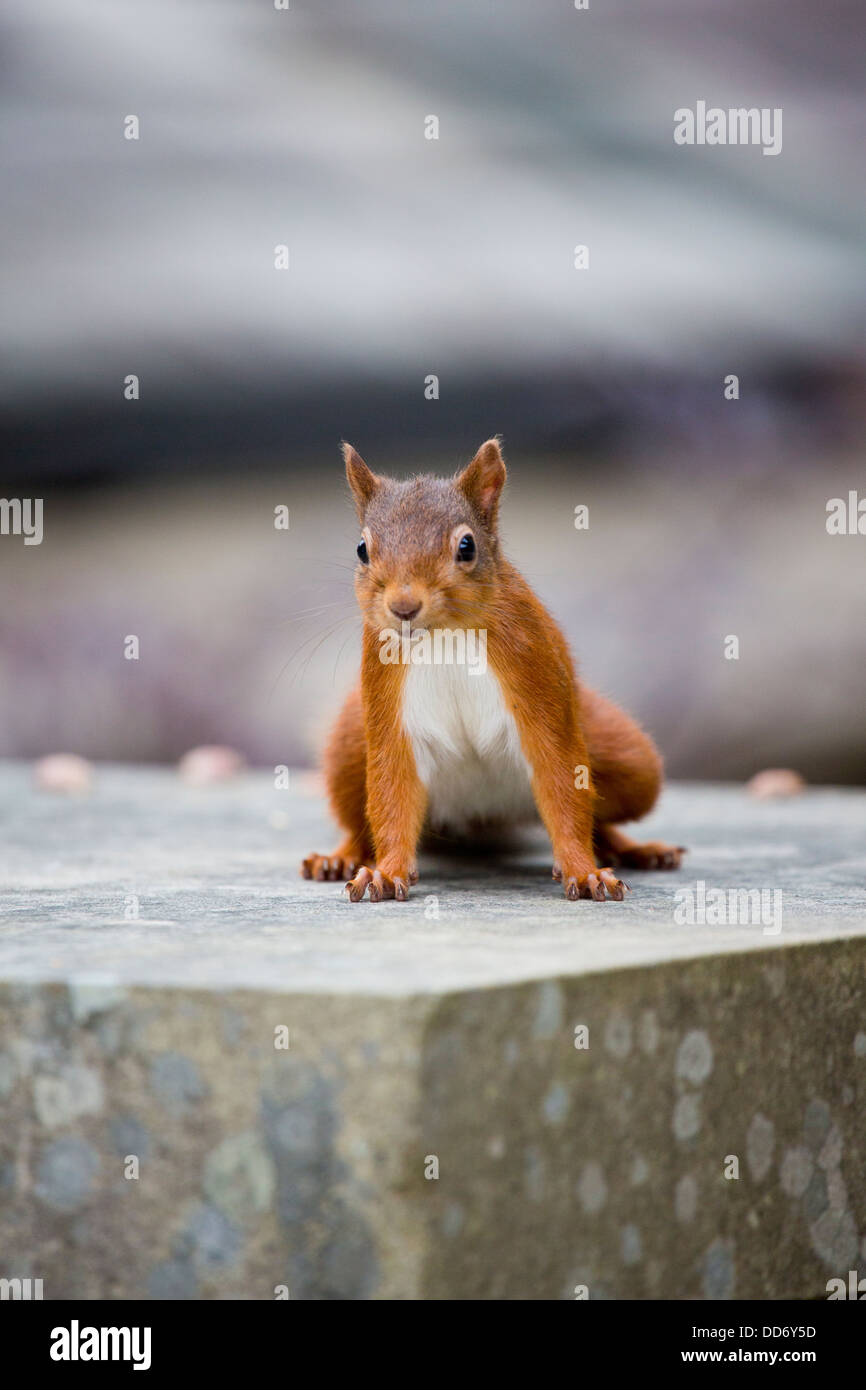 British Red Squirrel Stock Photo - Alamy