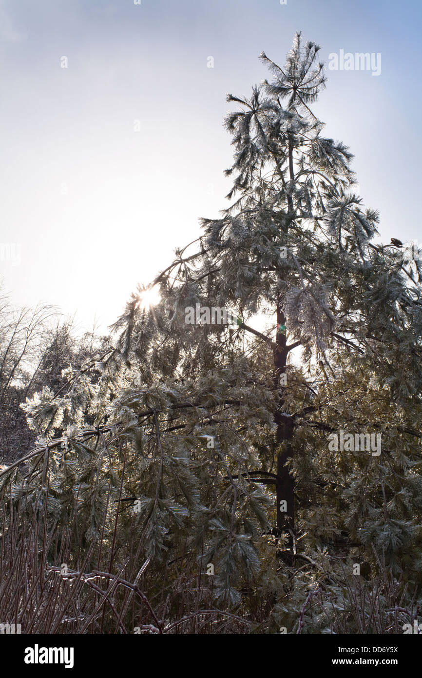 A tree is covered in a thick layer of ice after a severe winter ice ...