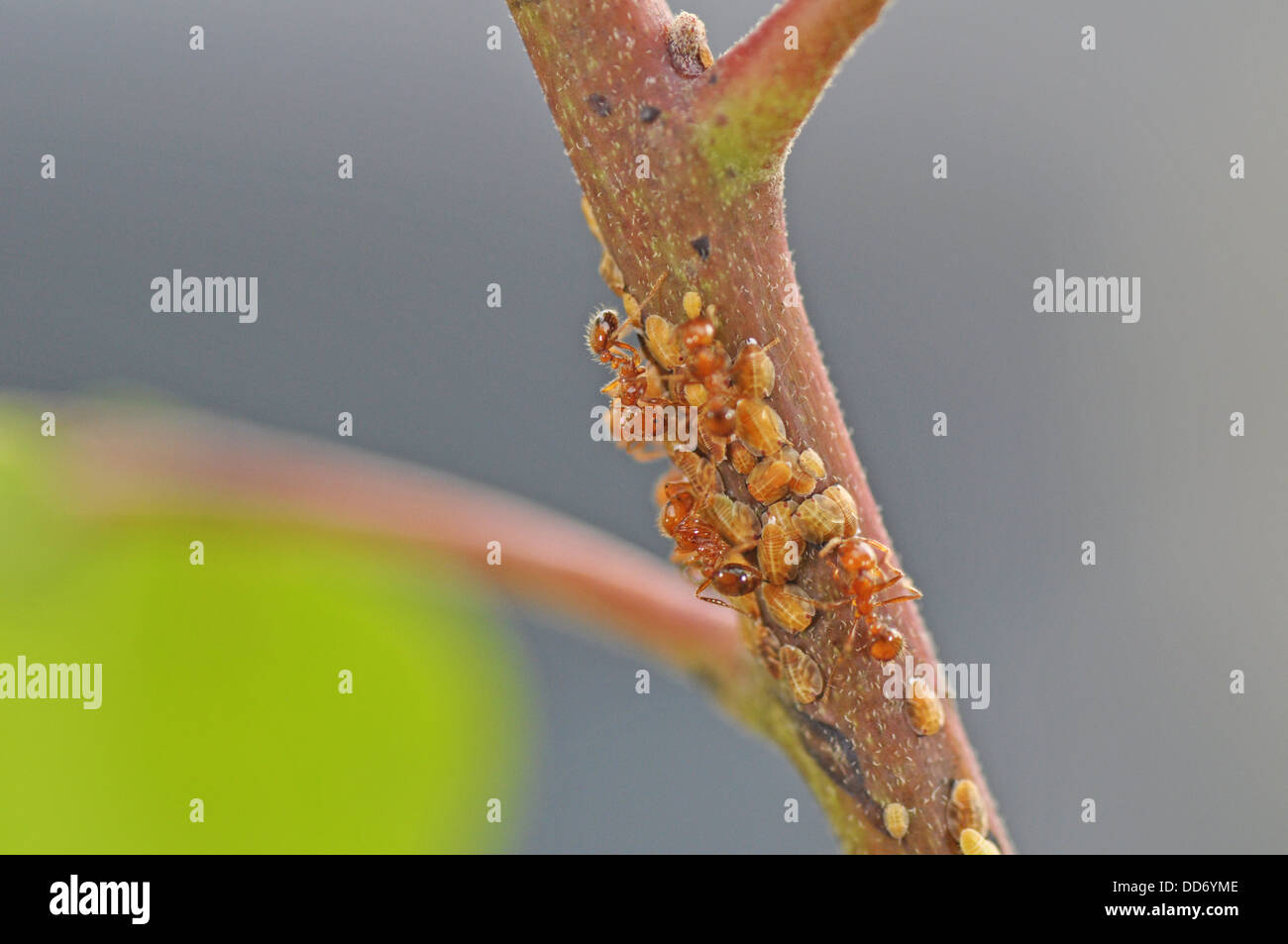 Scale bugs and ants on the stem of a curry leaf plant Stock Photo - Alamy