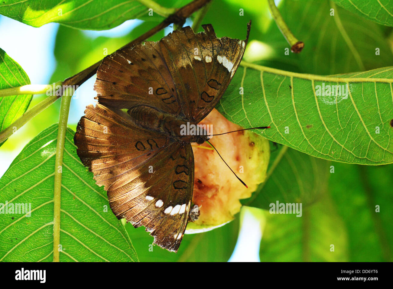 Tree eaten by insects hi-res stock photography and images - Alamy