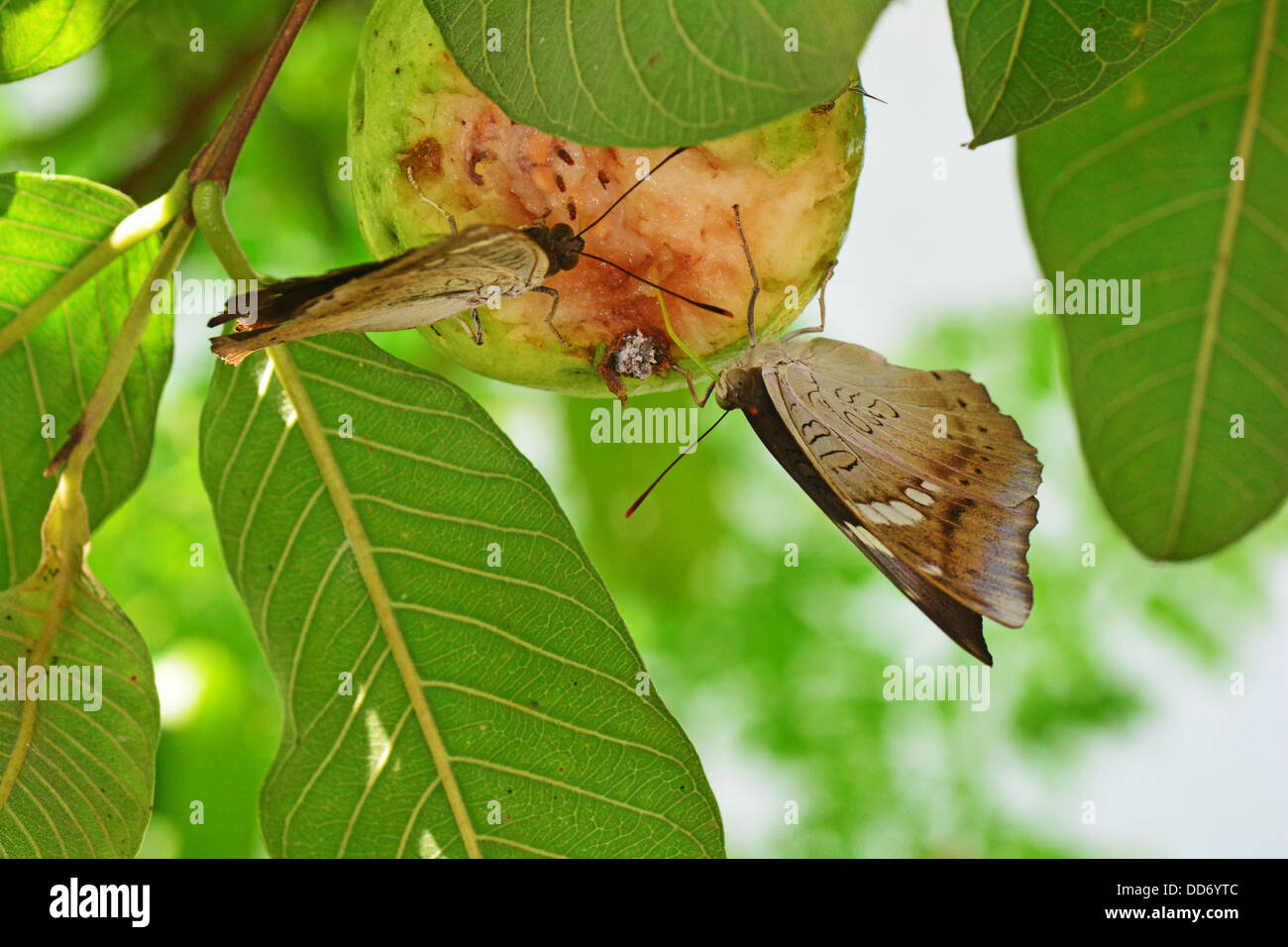 Tree Eaten By Insects High Resolution Stock Photography and Images - Alamy