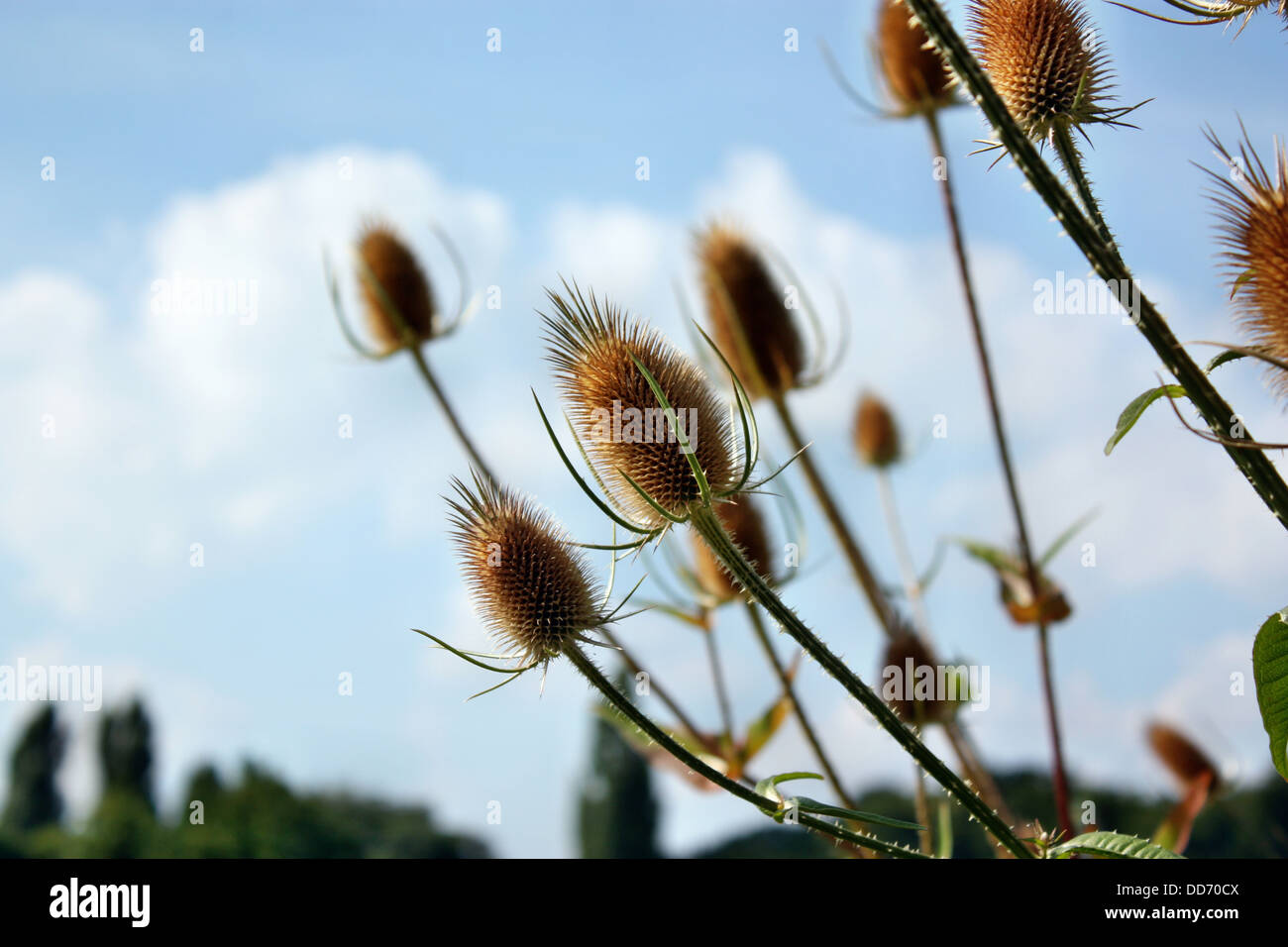 Dipsacus fullonum dried flowers Stock Photo - Alamy
