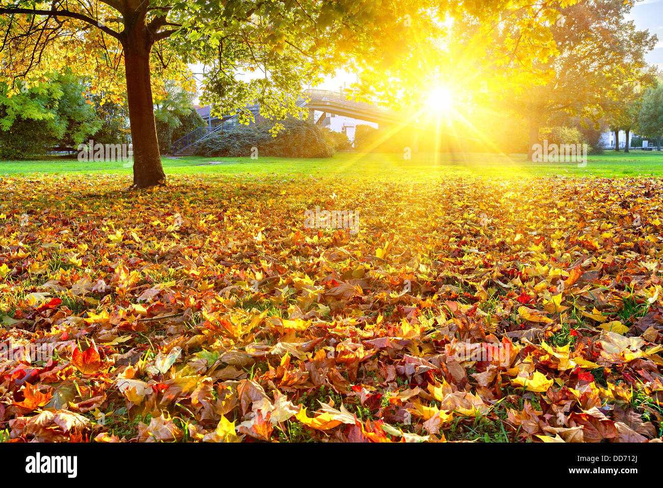 Sunny autumn foliage Stock Photo - Alamy