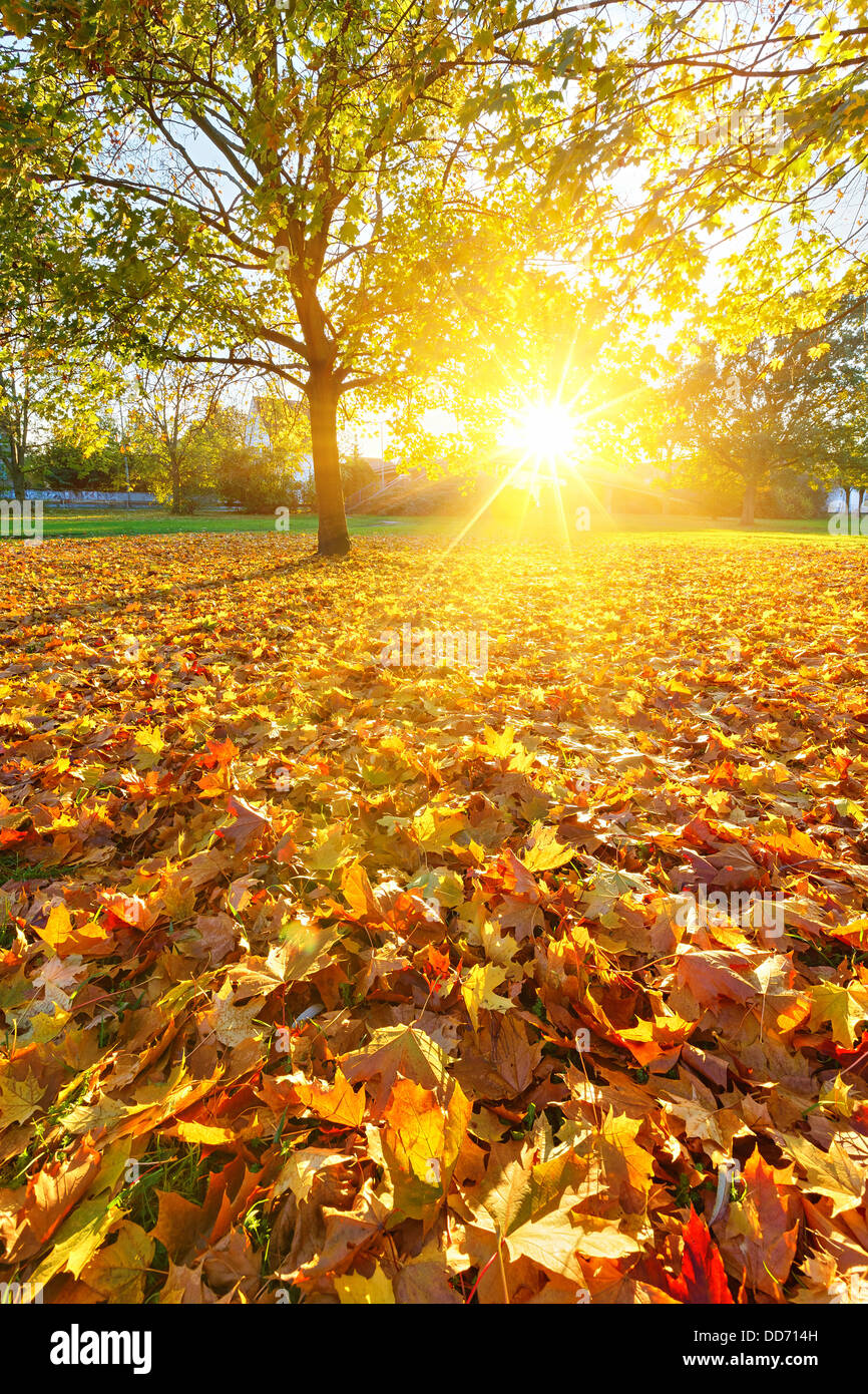 Sunny autumn foliage Stock Photo - Alamy