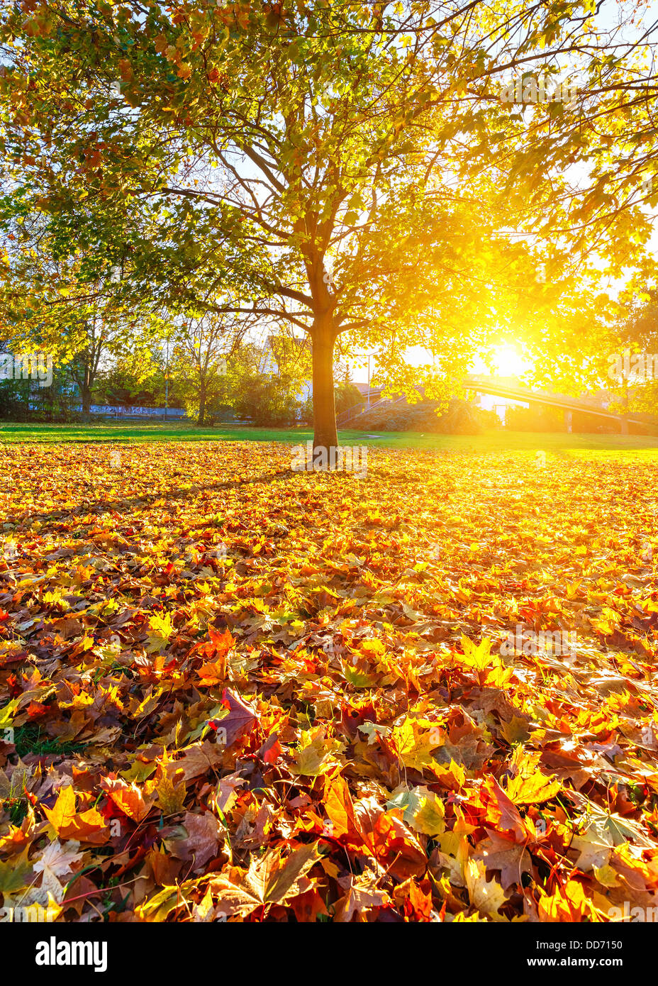Sunny autumn foliage Stock Photo - Alamy