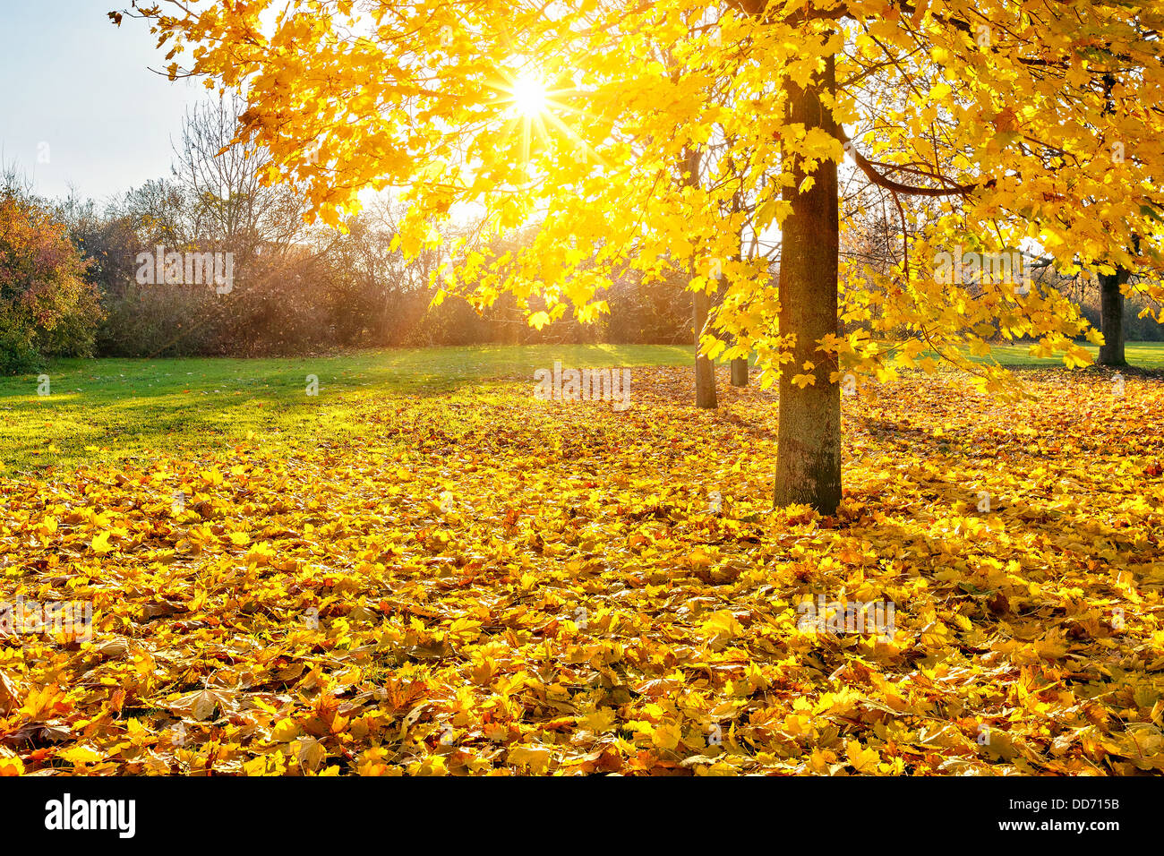 Sunny autumn foliage Stock Photo - Alamy