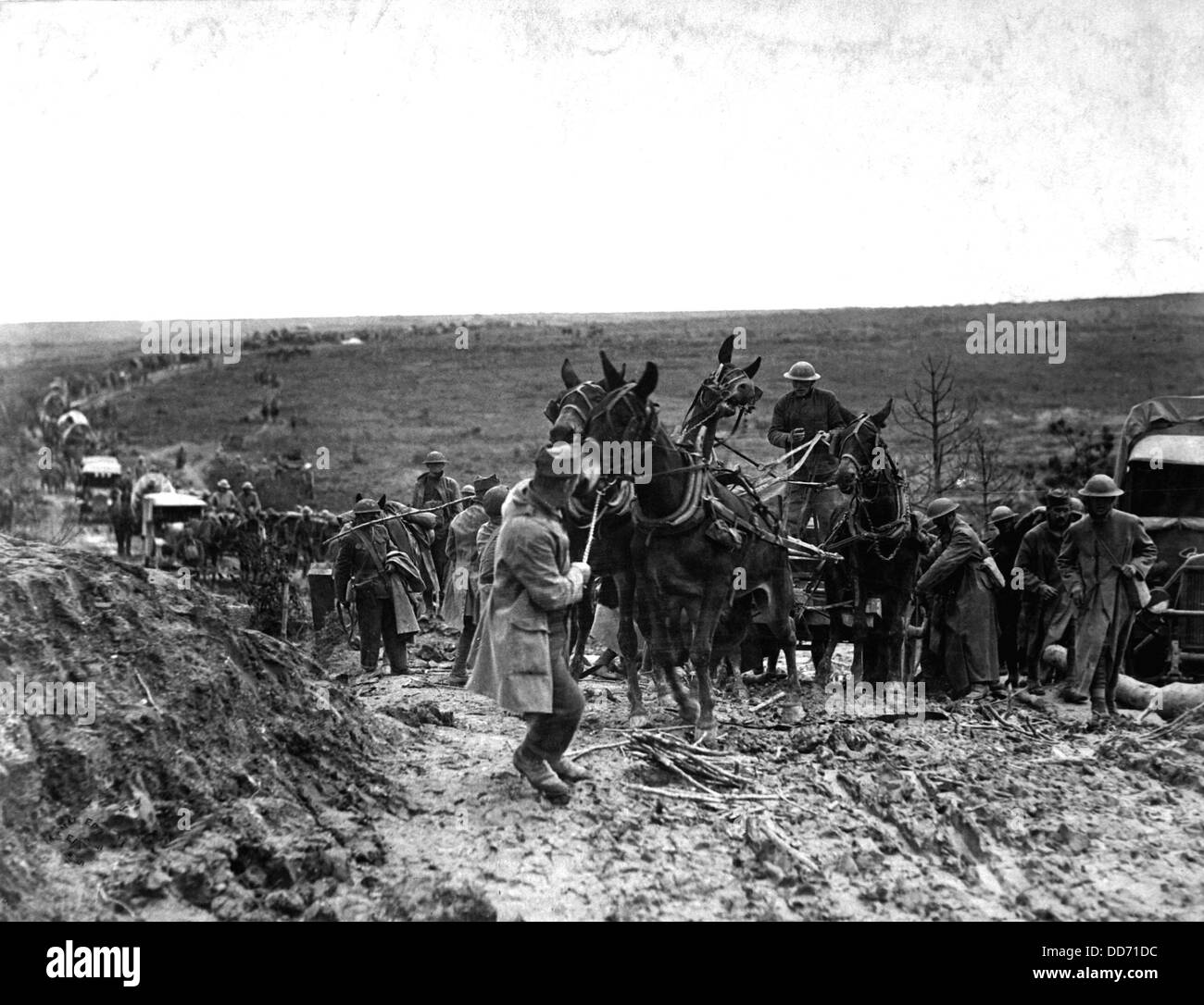 Mules ww1 hi-res stock photography and images - Alamy