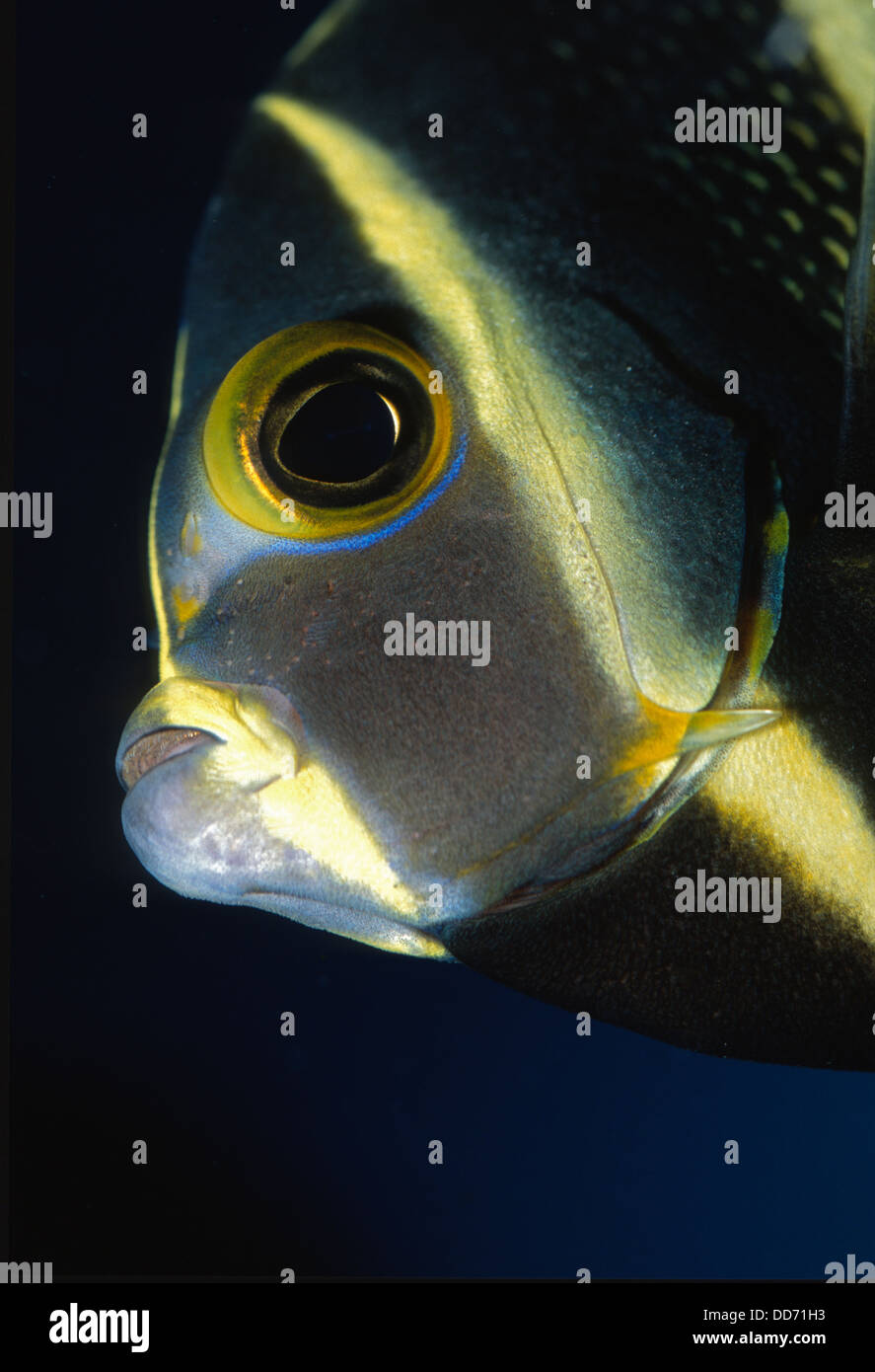 Reef roberto nistri fish fishes aquaria aquarium vertical hi-res stock ...