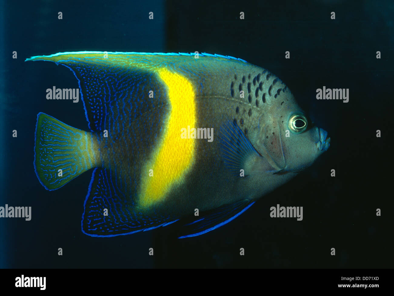 Yellowbar angelfish pomacanthus maculosus hi-res stock photography and ...