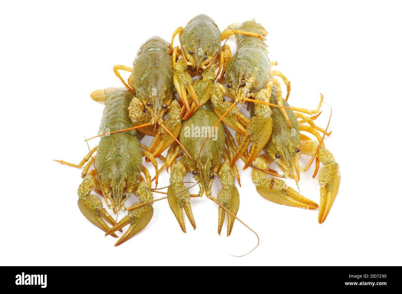 Sea crawfish Cut Out Stock Images & Pictures - Alamy