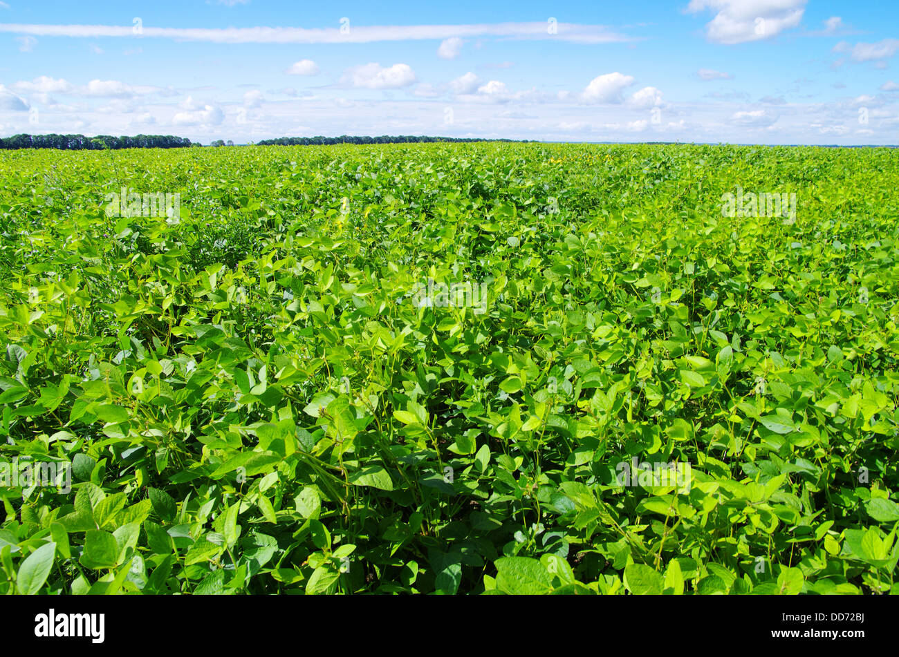 Square blue field hi-res stock photography and images - Alamy