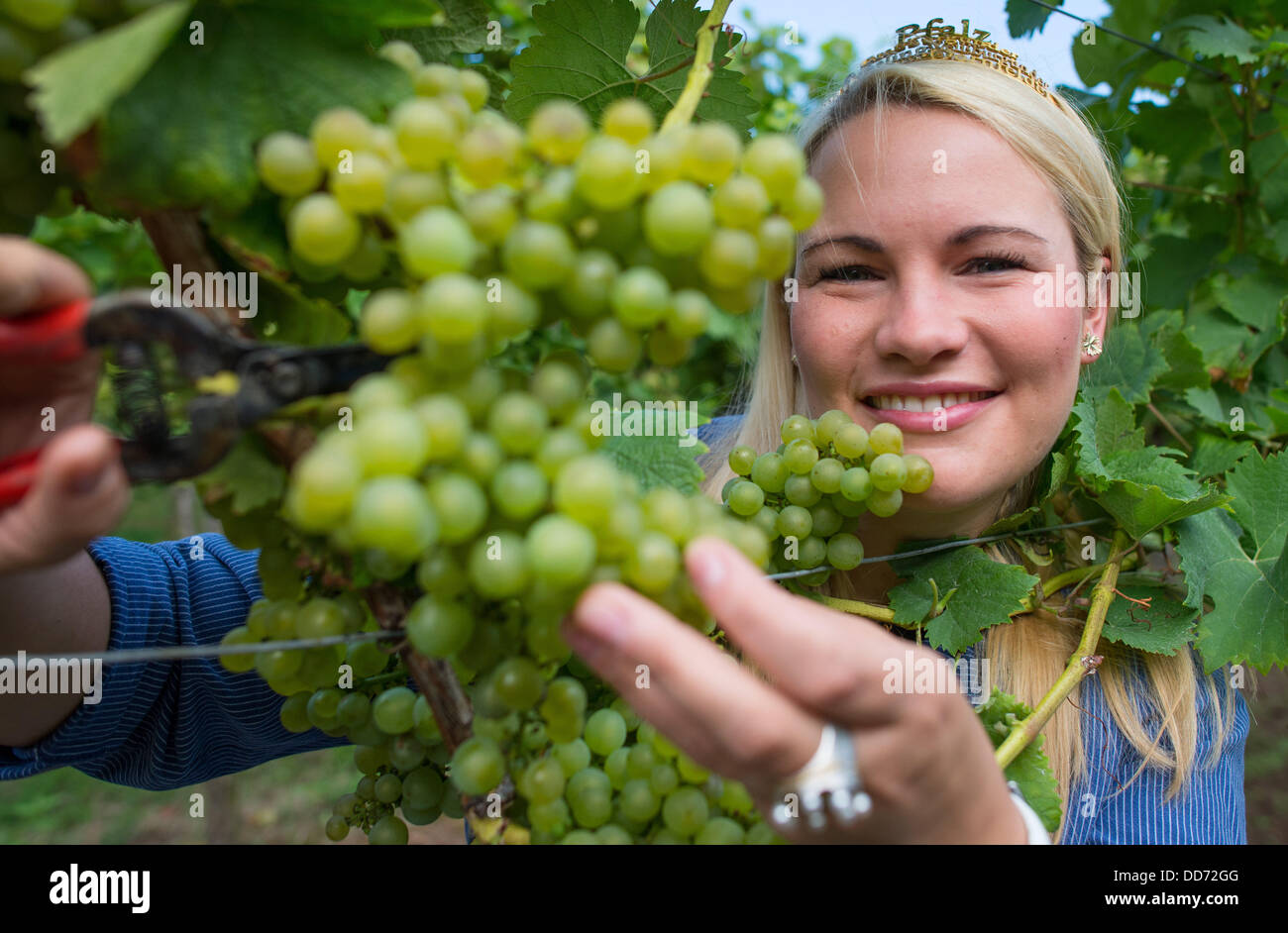 Palatine Wine Queen Andrea Roemmich harvests grapes of the kind Ortega ...