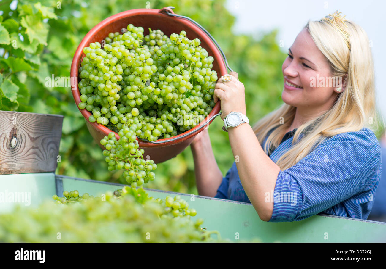 Palatine Wine Queen Andrea Roemmich harvests grapes of the kind Ortega ...