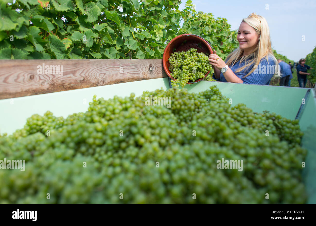 Palatine Wine Queen Andrea Roemmich harvests grapes of the kind Ortega in Neustadt an der ...