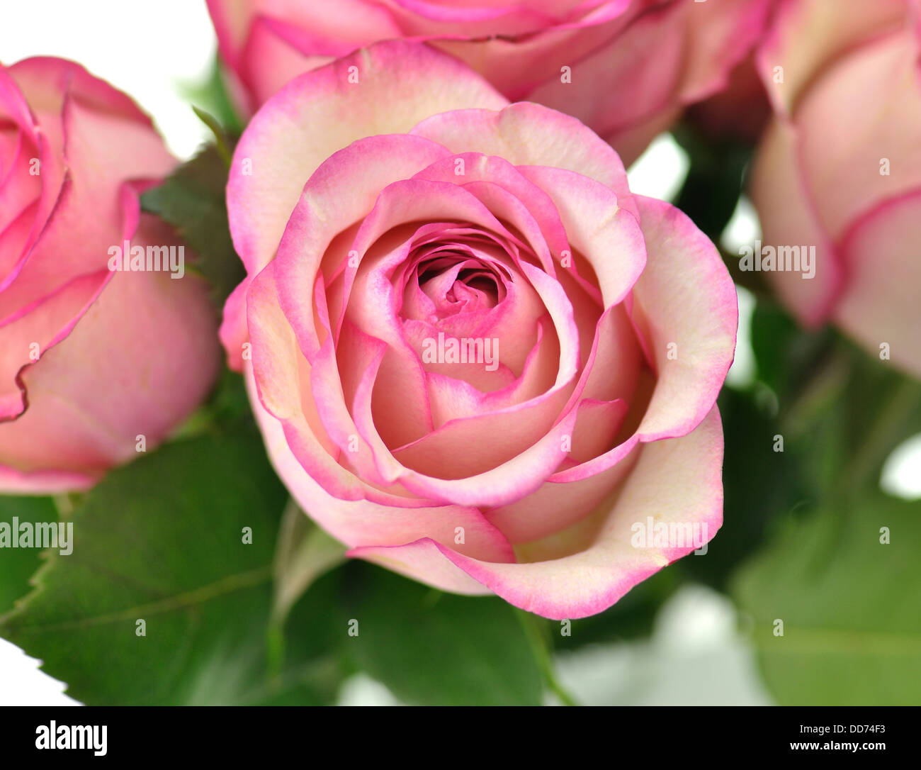fresh pink roses close up Stock Photo - Alamy