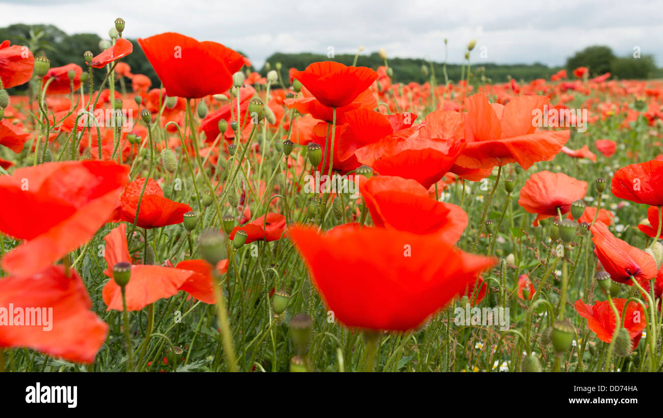 Germany, Field of red poppy flowers Stock Photo - Alamy