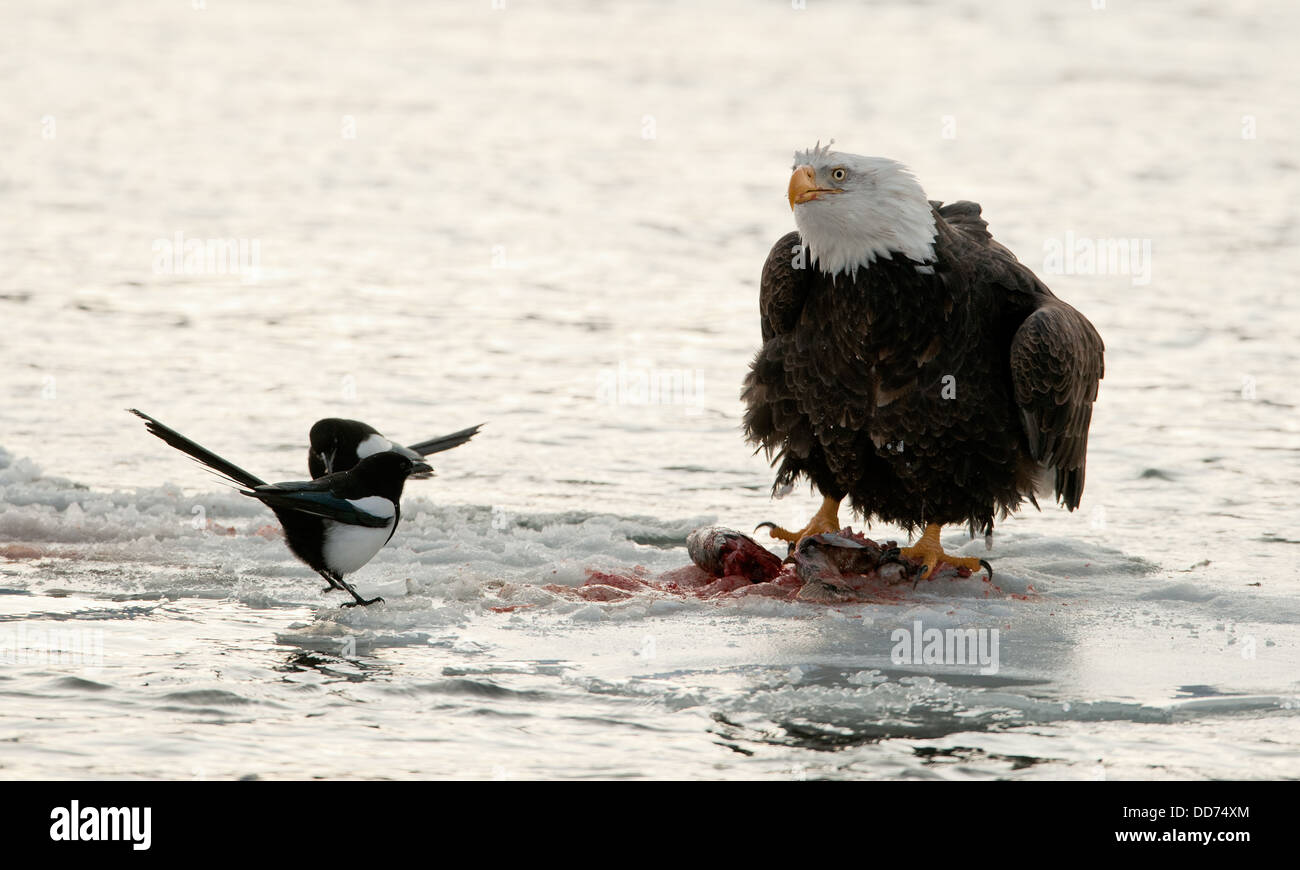Bald Eagle feeding Stock Photo - Alamy