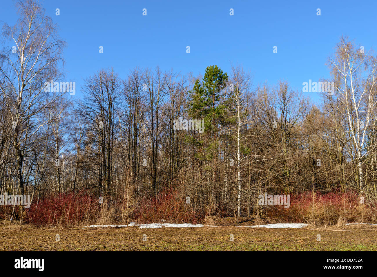 Early spring in the forest Stock Photo - Alamy