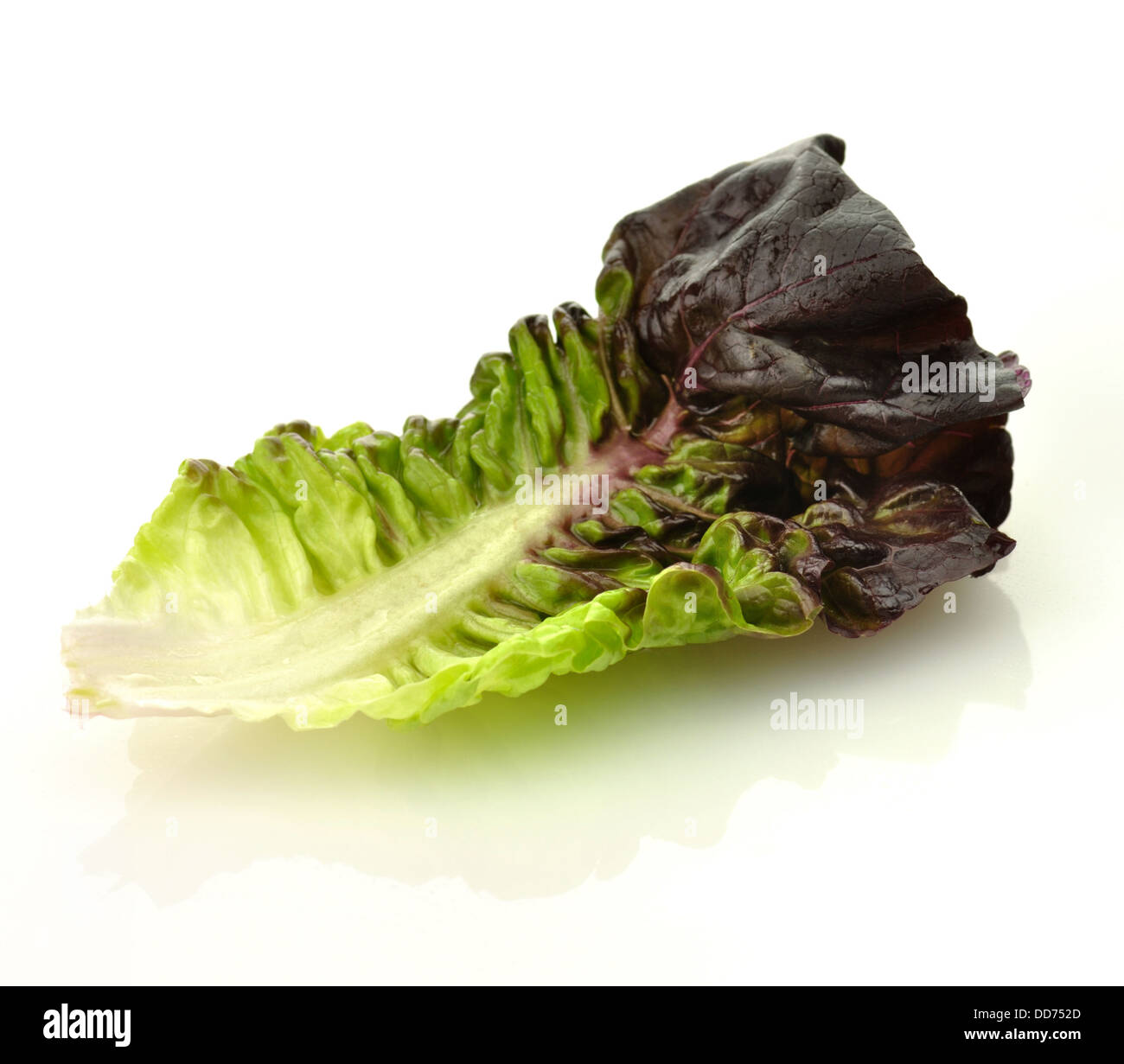 red lettuce leaf Stock Photo - Alamy
