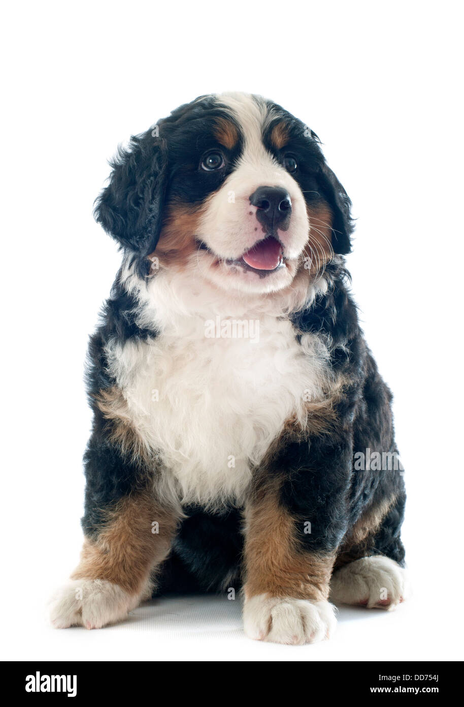 portrait of a purebred bernese mountain dog in front of white ...