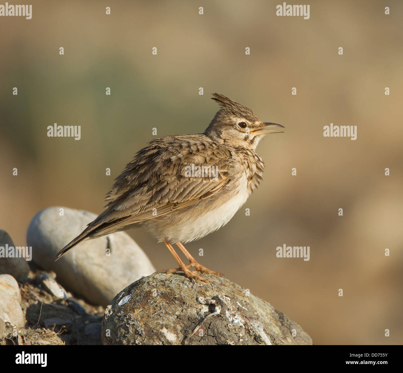 Galerida cristata cyprus hi-res stock photography and images - Alamy
