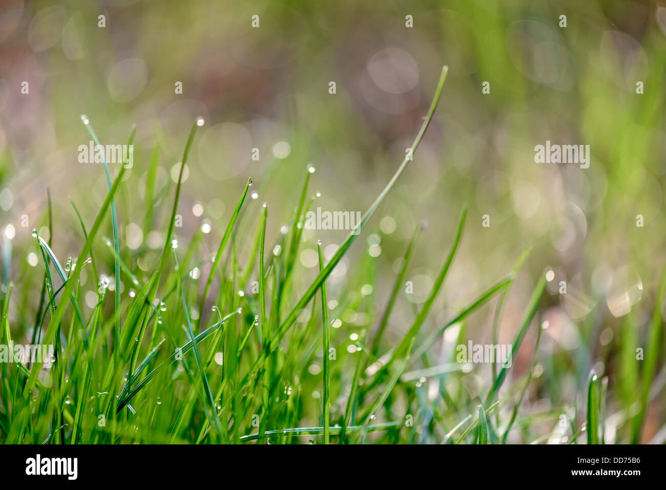 Meadow with dew drops hi-res stock photography and images - Alamy