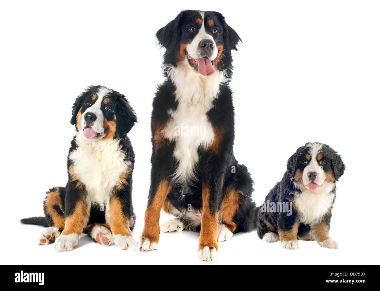 portrait of a purebred bernese mountain dogs in front of white ...