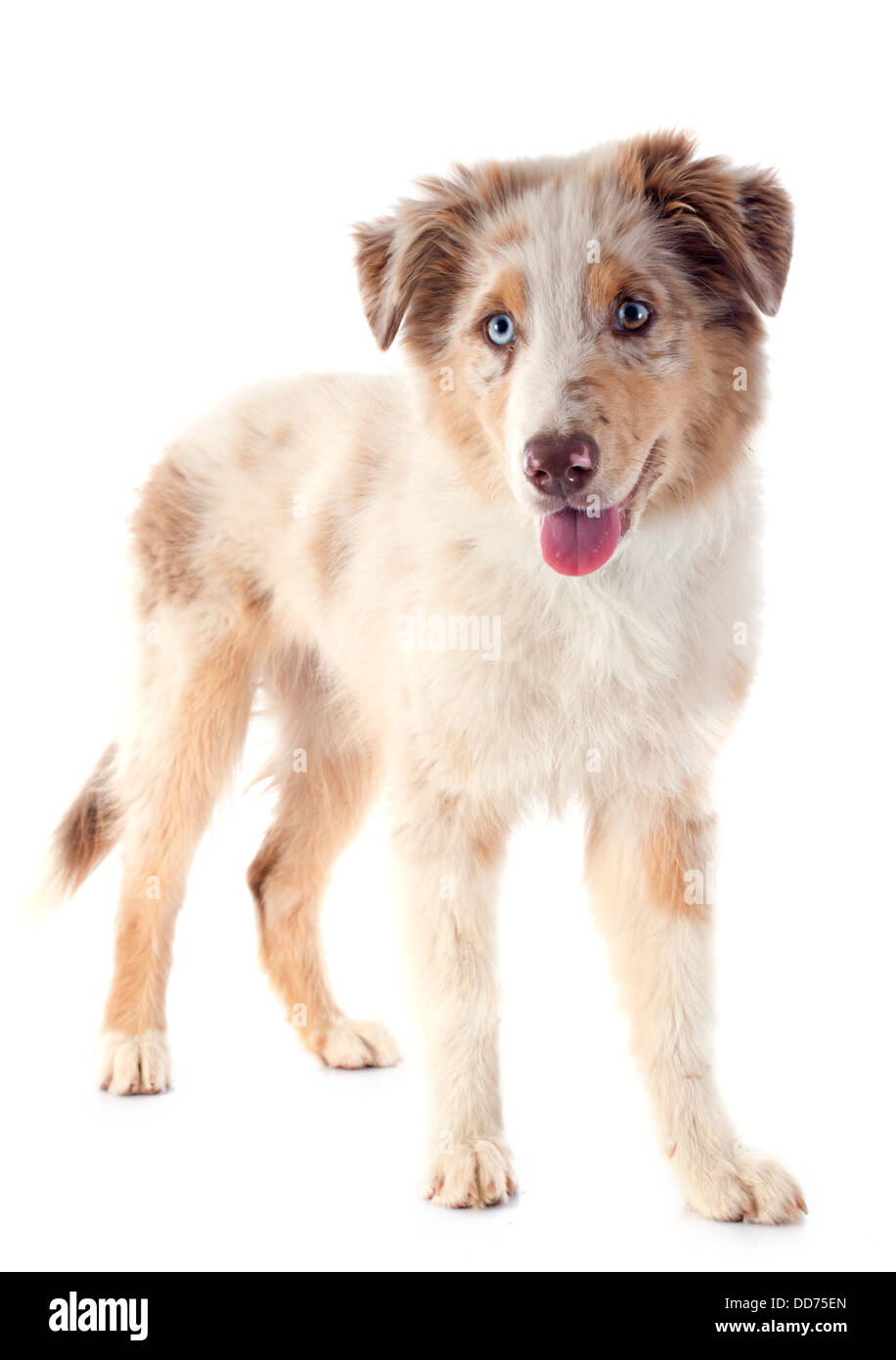 puppy australian shepherd in front of white background Stock Photo - Alamy
