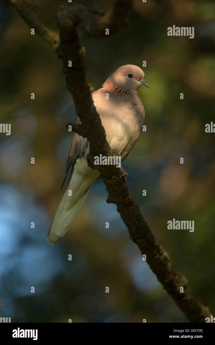 A Laughing Dove in South Africa Stock Photo - Alamy