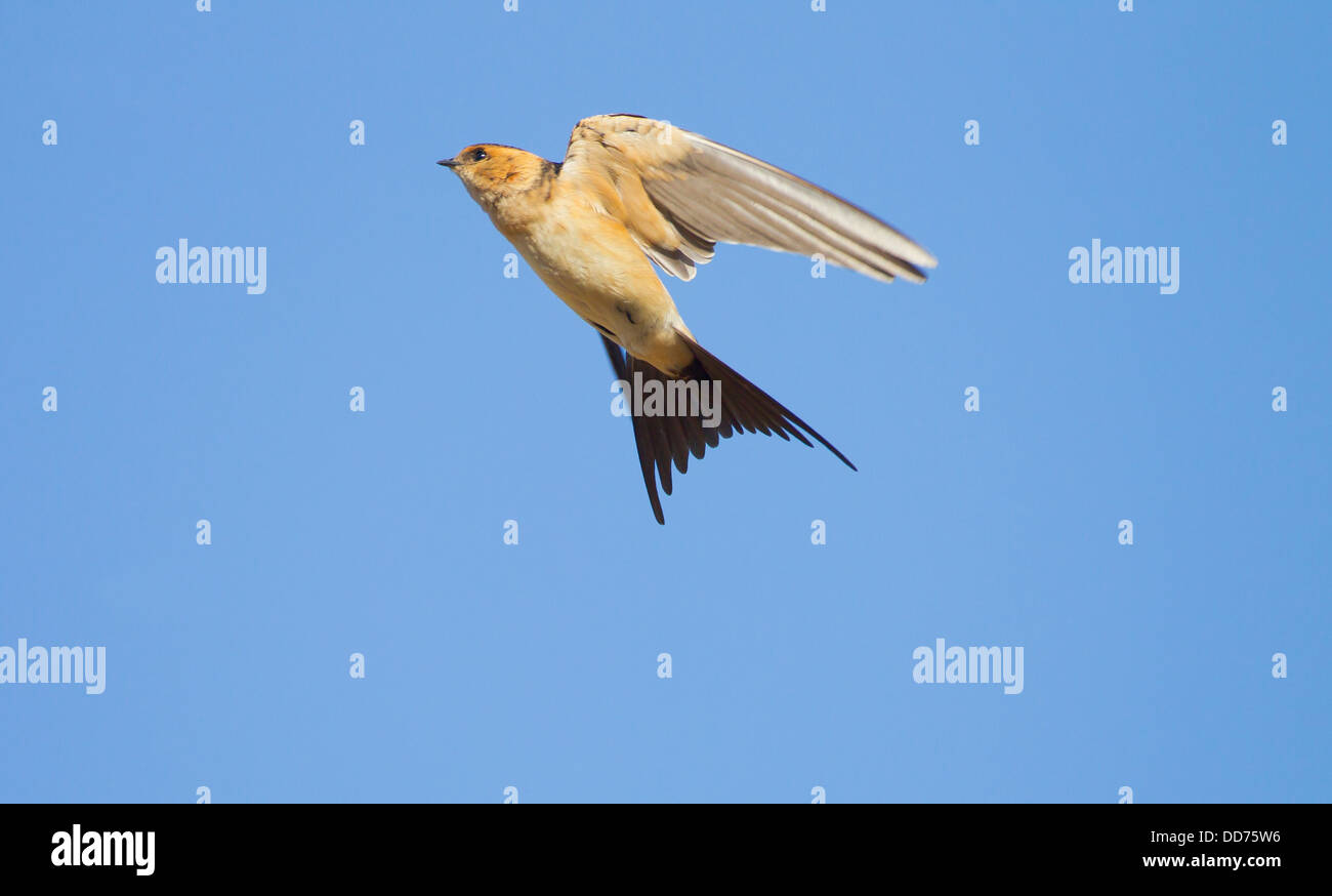 Red rumped swallow Hirundo daurica in flight against deep blue sky ...