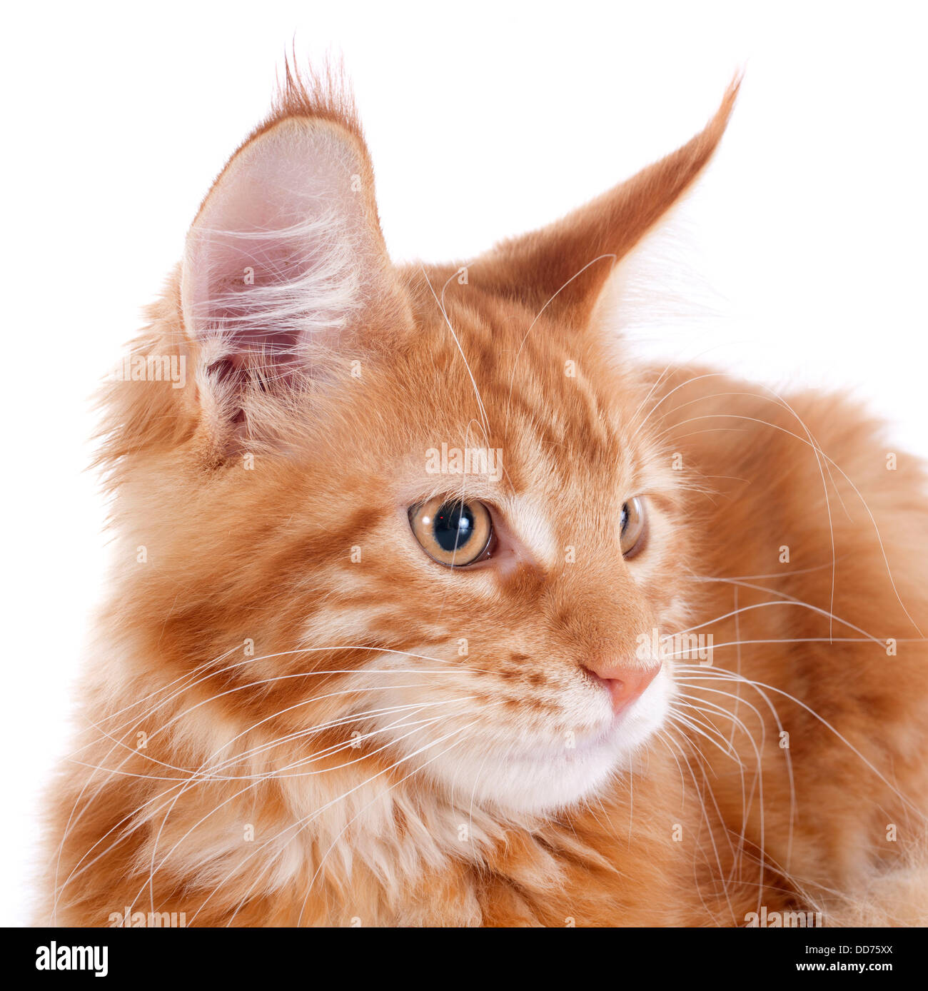 portrait of a purebred maine coon kitten, four month old, on a white ...