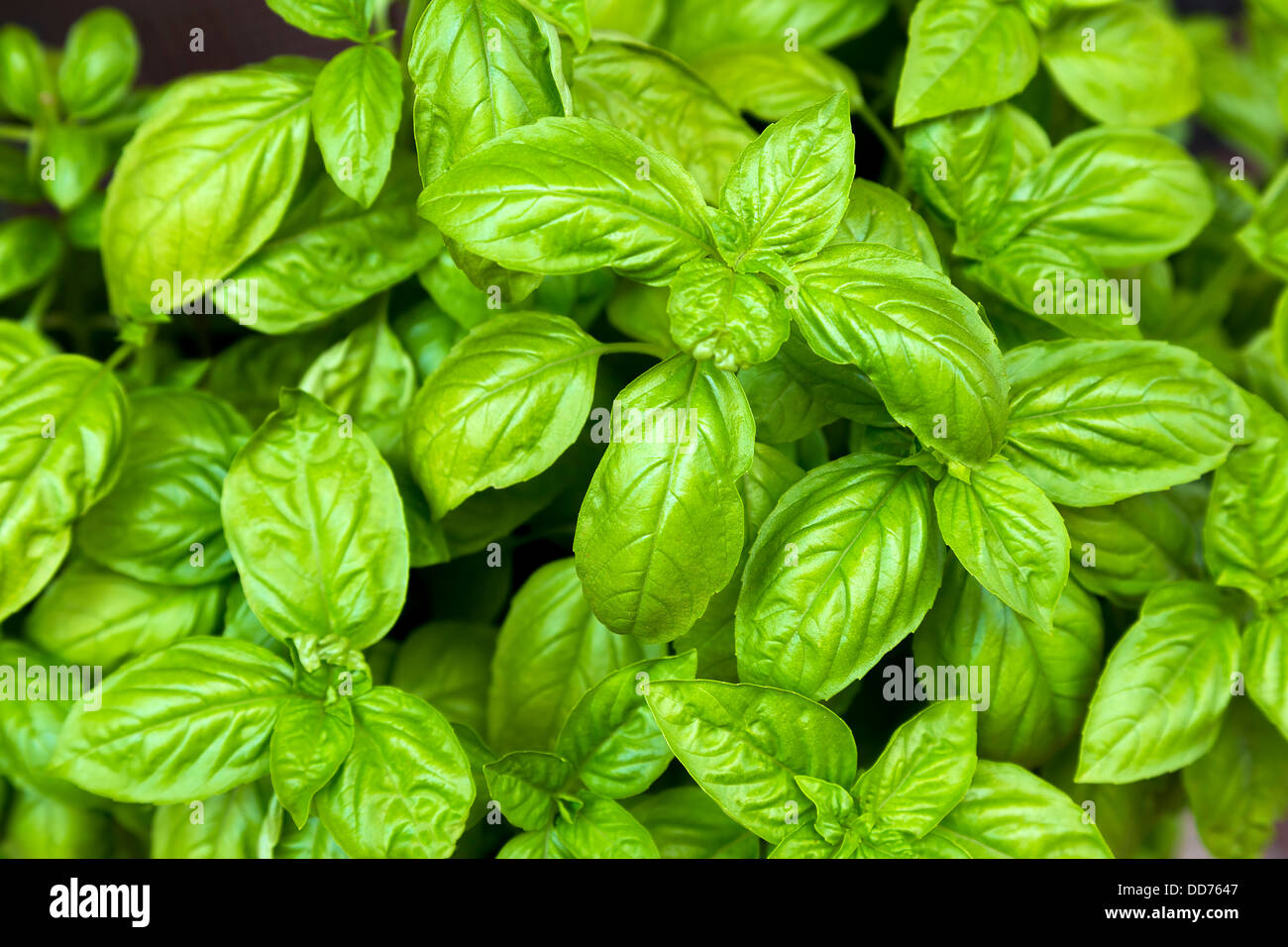 Basil closeup hi-res stock photography and images - Alamy
