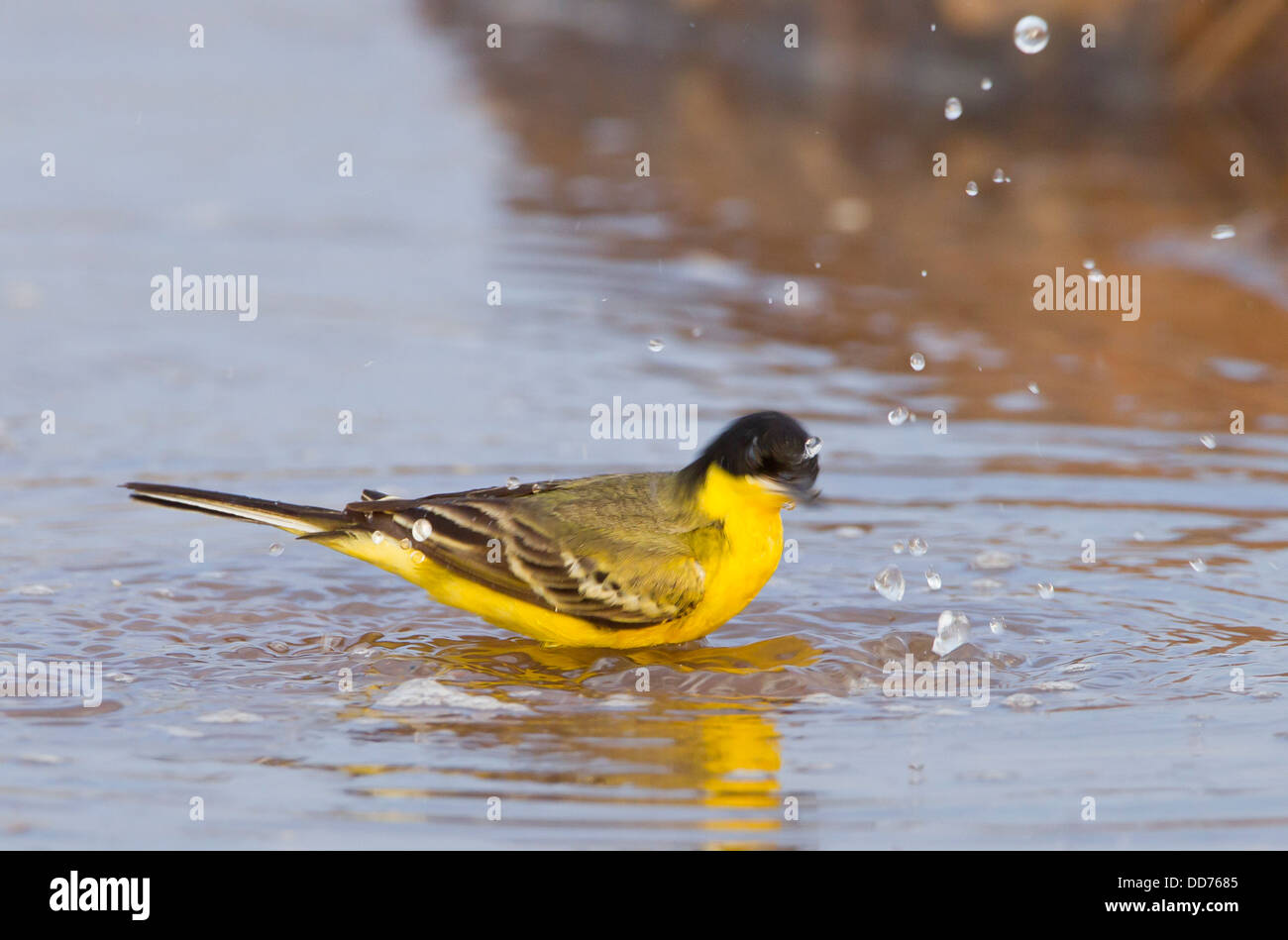 Yellow wagtail Motacilla feldegg bathing in small puddle Southern ...