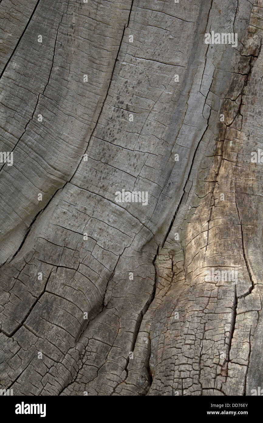 At the trunk of a dead tree hi-res stock photography and images - Alamy