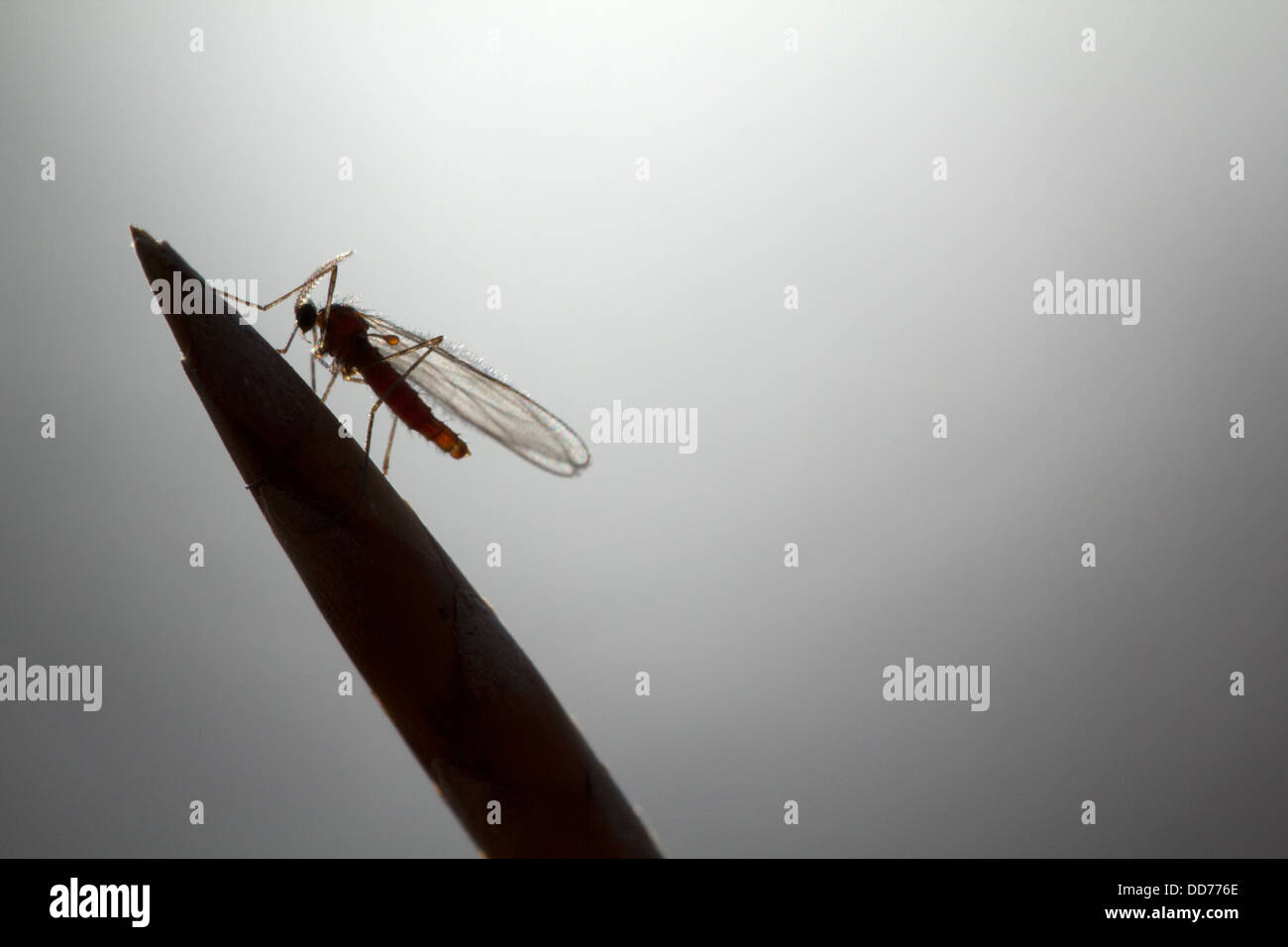 A fly on a flower bud Stock Photo - Alamy