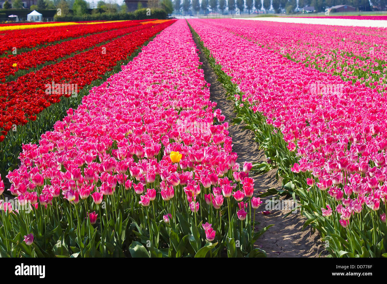 Multi colored tulip field in the Netherlands Stock Photo - Alamy