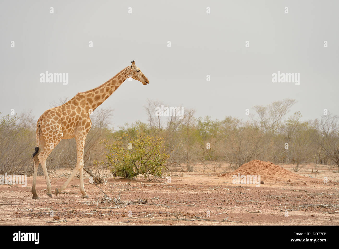 West African Giraffe - Niger Giraffe - Nigerian Giraffe (Giraffa ...