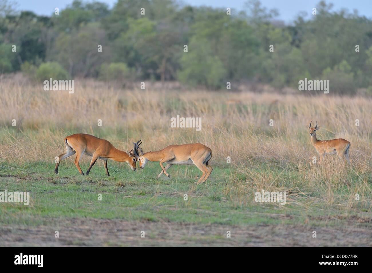 Western males hi-res stock photography and images - Alamy