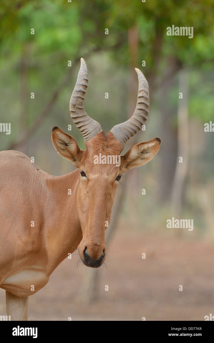 Western Hartebeest (Alcelaphus buselaphus major) head details Burkina ...