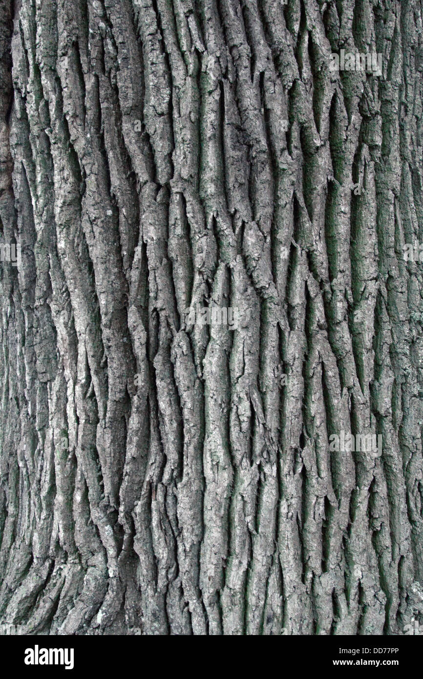 A close up of an oak trees bark Stock Photo - Alamy