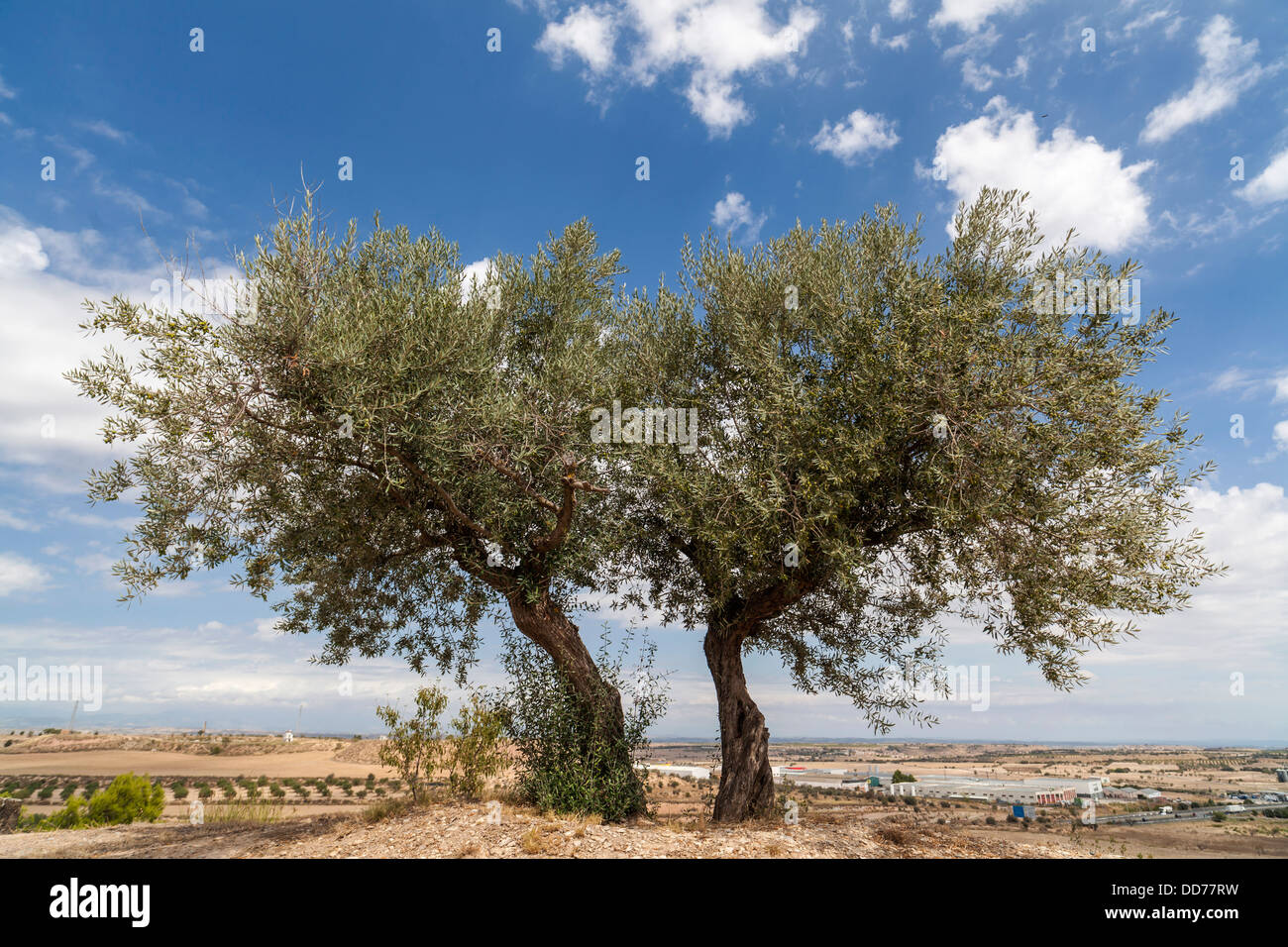Tarrega hi-res stock photography and images - Alamy