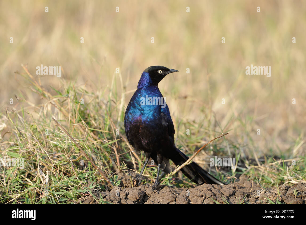 Rüppell's long-tailed Starling - Rüppell's Glossy-Starling ...