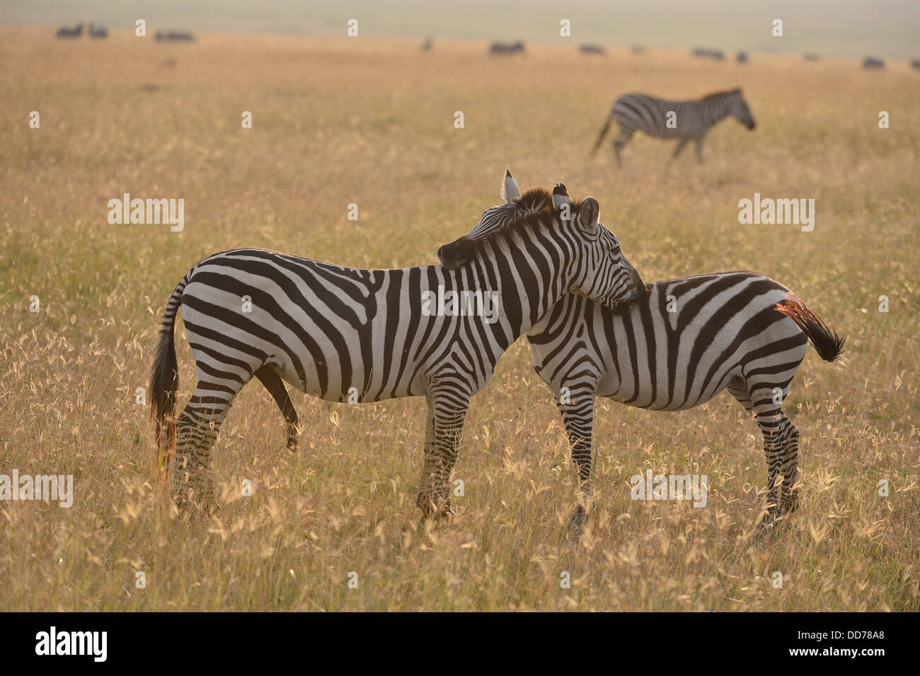 Zebra grooming hi-res stock photography and images - Alamy